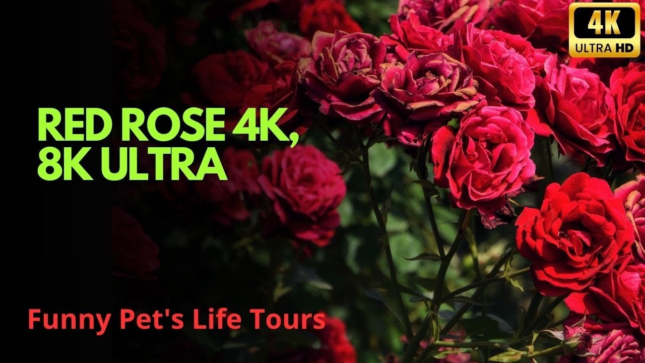 RED ROSE 8K | flowers 8k video ultra hd 8K Nature Relaxation Film ...
