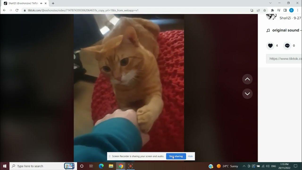 My Cat 🐱 - YouTube