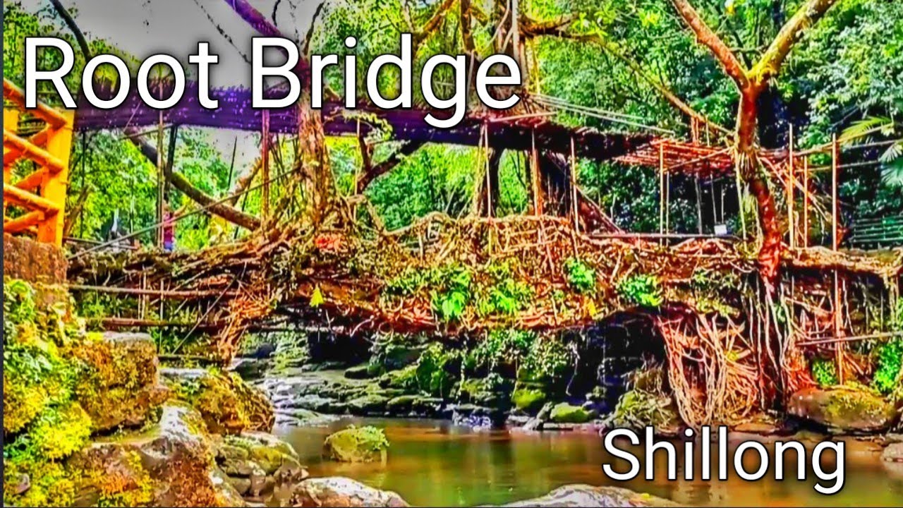 Living root bridge Shillong//Double decker root bridge Shillong//# ...