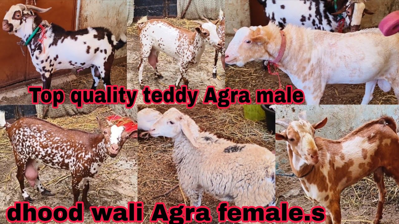 Top quality teddy Agra male or full sporting female.s bada bakra Agra ...