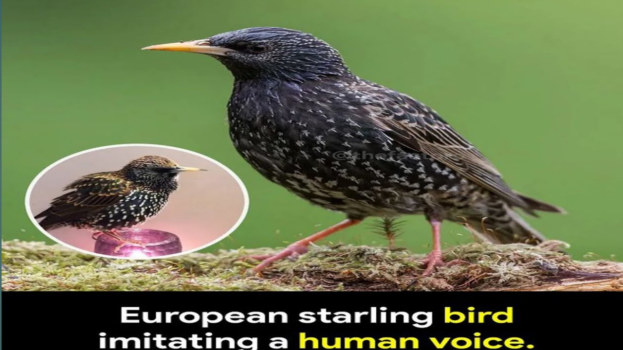Europe Starling bird imitating a human voice - YouTube