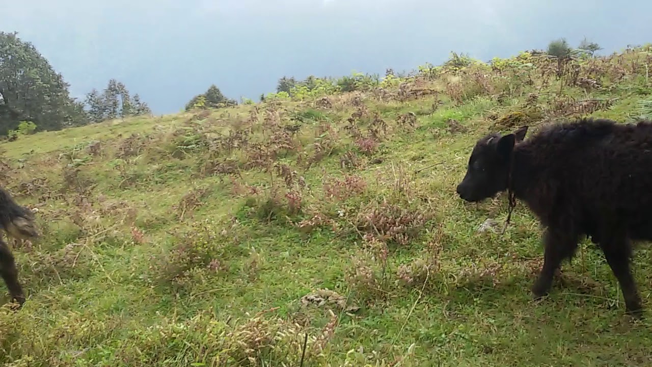 chauri gai - YouTube