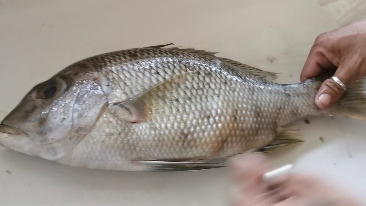 Is this a seabream? Emperor or Pigface Bream (Lethrinidae) - YouTube