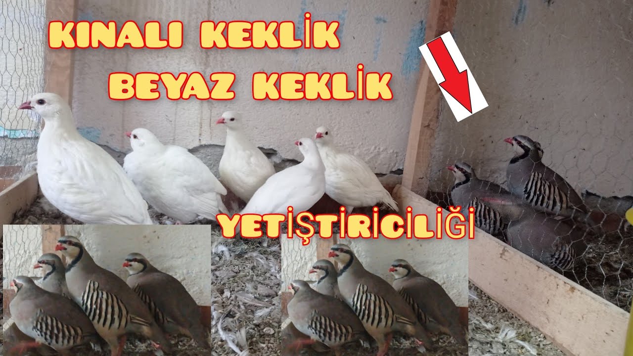 Kınalı Keklik Yetiştiriciliği nasıl yapılır. Beyaz keklikler ile kınalı ...