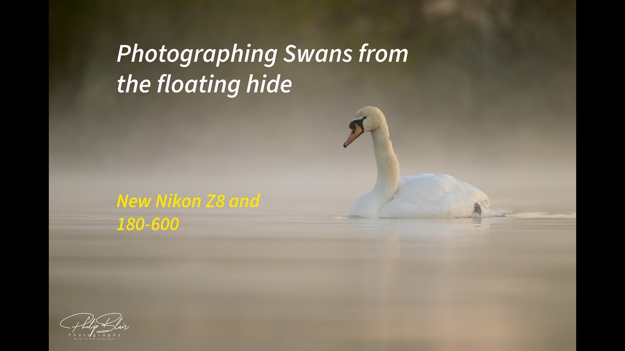 Swans from the floating hide - New Nikon Z8!!! - YouTube