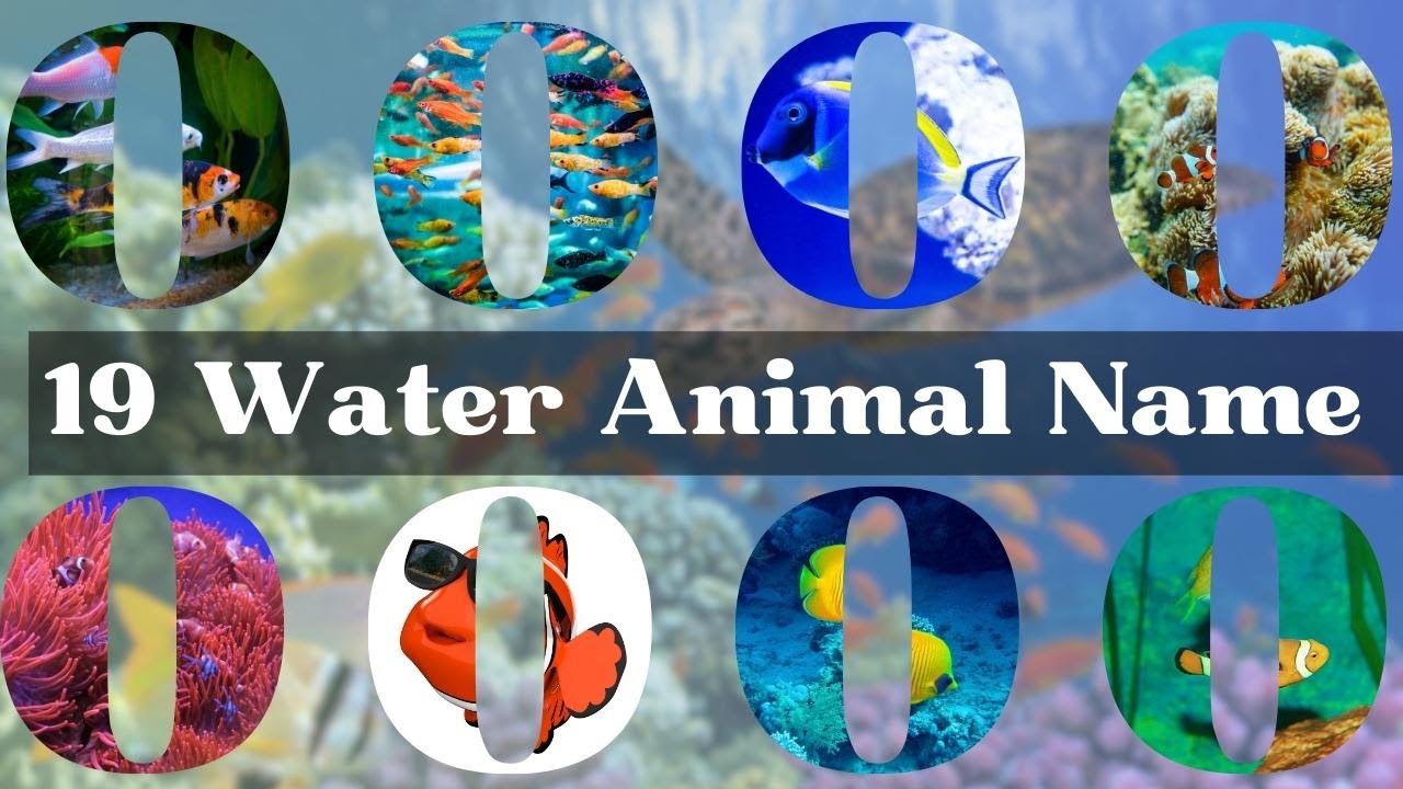 The ABCs of Aquatic Wonders-Part 15: 19 Fascinating Water Animal which ...