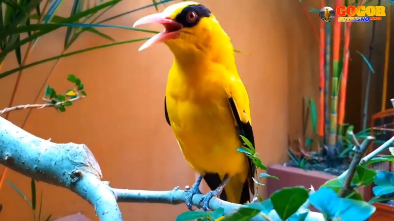 SUARA BURUNG KEPODANG EMAS GACOR EFEKTIF untuk MASTERAN DAN PANCINGAN ...