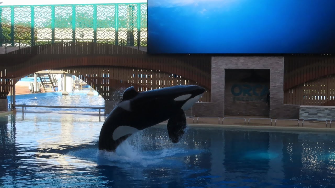 One Song | Full Orca Encounter Segment 1/2/25 (1) - YouTube