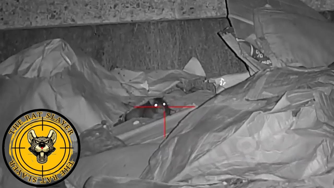 Caught the Biggest Rat Ever – Monster Size | Rat Shooting | Farm Rat Shooting | The Rat Slayer ...