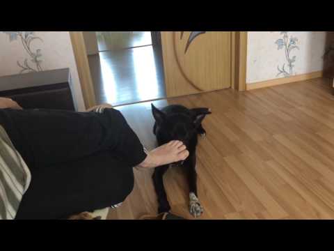 Когда не дают погрызть косточку )))