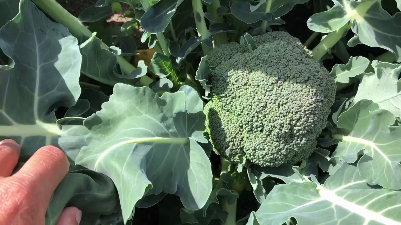 Picking broccoli - YouTube