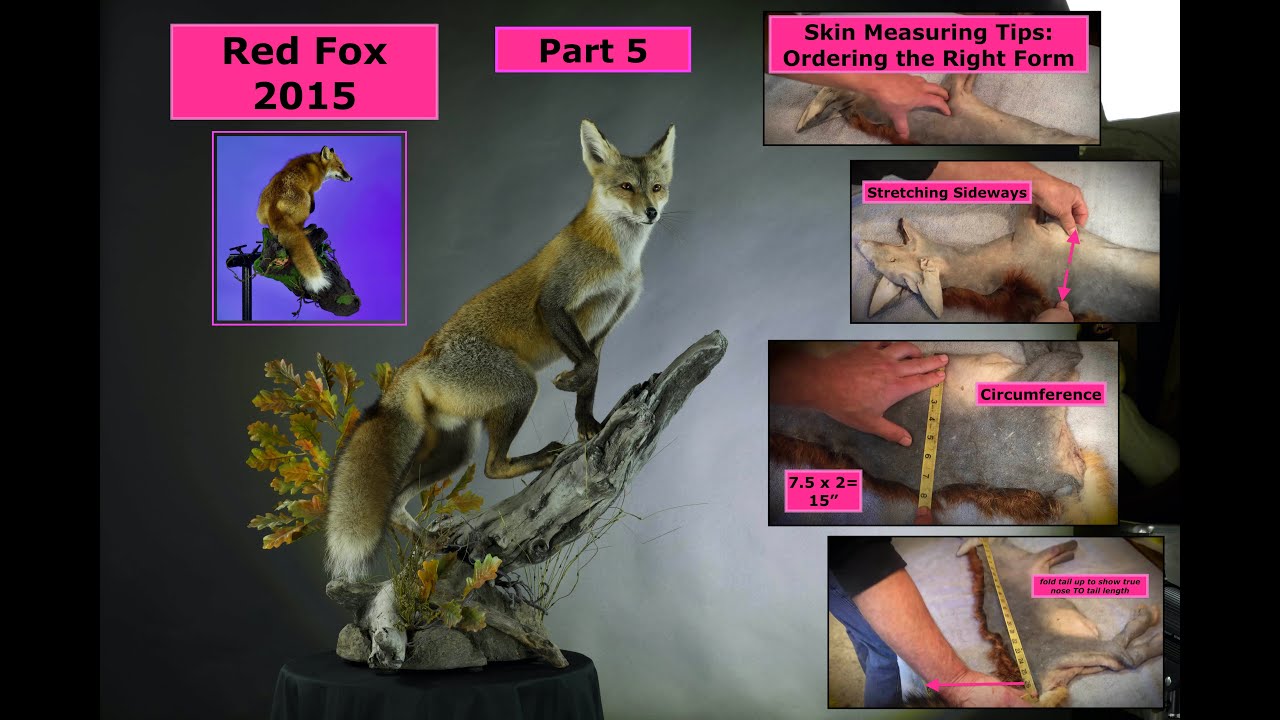 Step 5 ~ Red Fox ~ Measuring Skin for Ordering Form - YouTube
