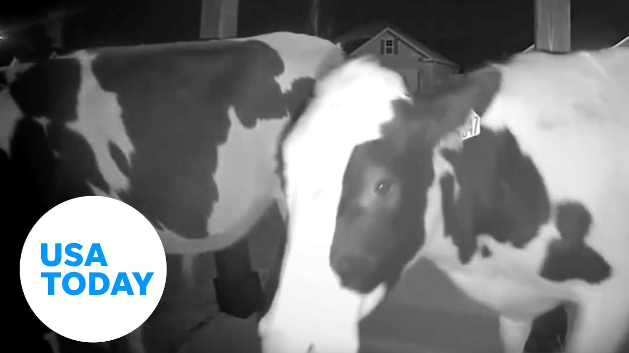 Let us in! Animals of all shapes, sizes caught ringing doorbell cams ...