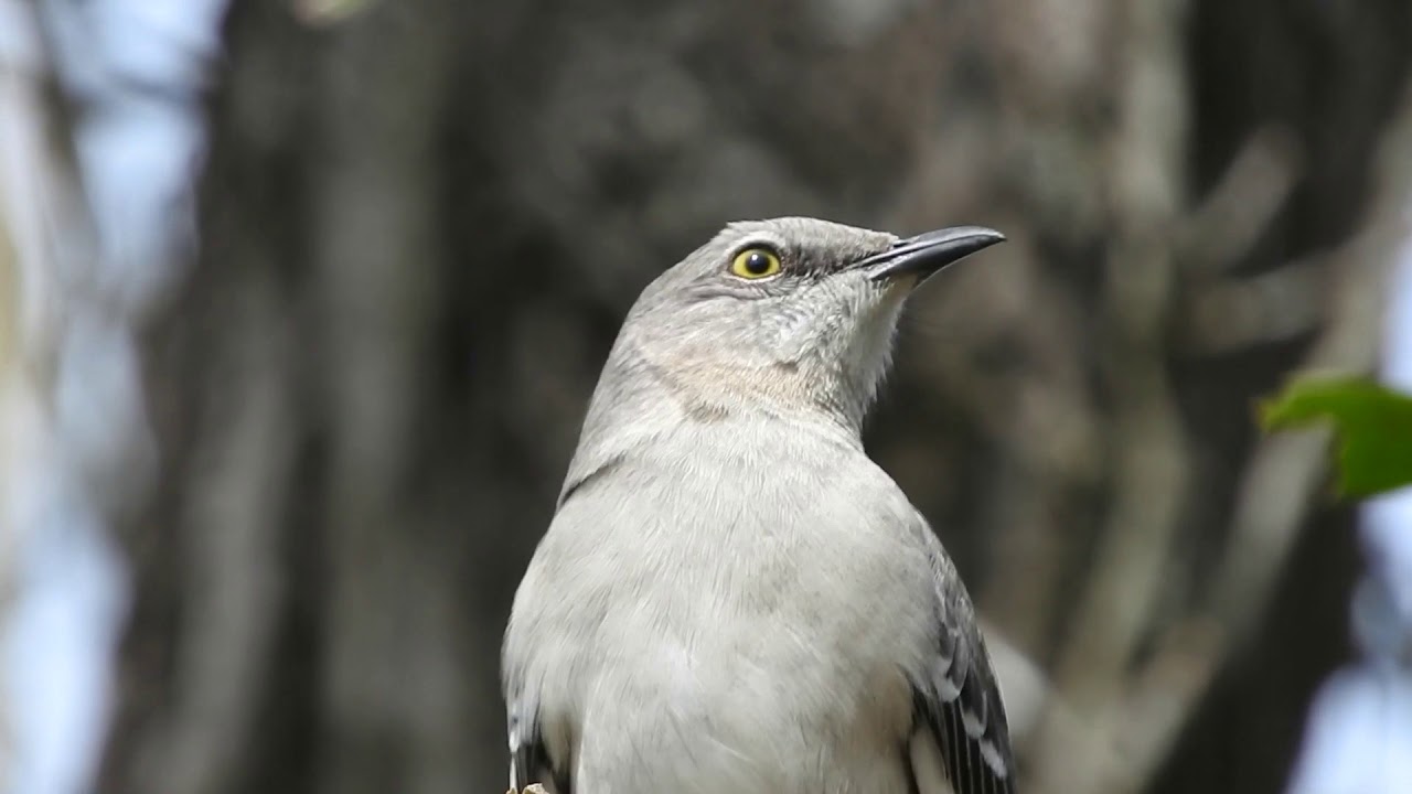 Bird not singing - YouTube