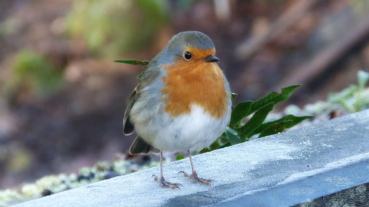 Robin On A Frosty Morning - YouTube