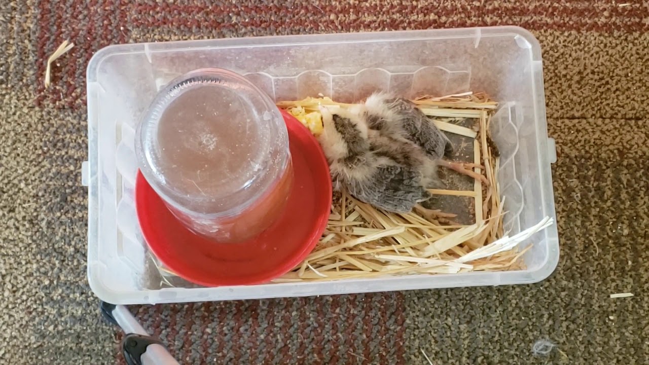 How to Cure a Sick Chicken! Road to Recovery! - YouTube