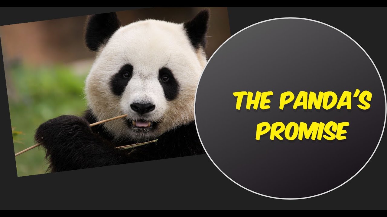 The Panda's Promise: A Tale of Friendship in the Forest #kids - YouTube