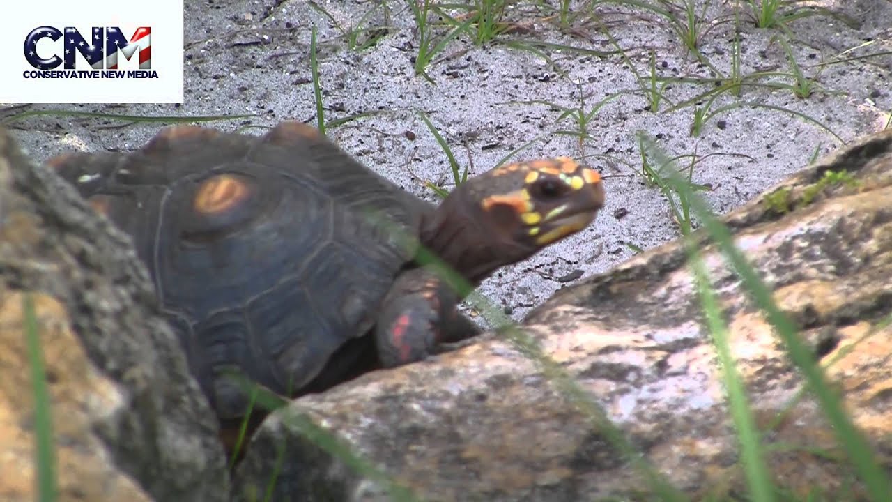 Red-Footed Tortoise Walking + Close-up in 1080P HD - YouTube