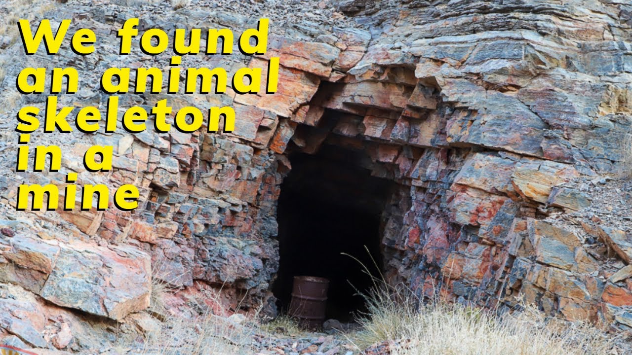 We Found An Animal Skeleton In A Mine - YouTube