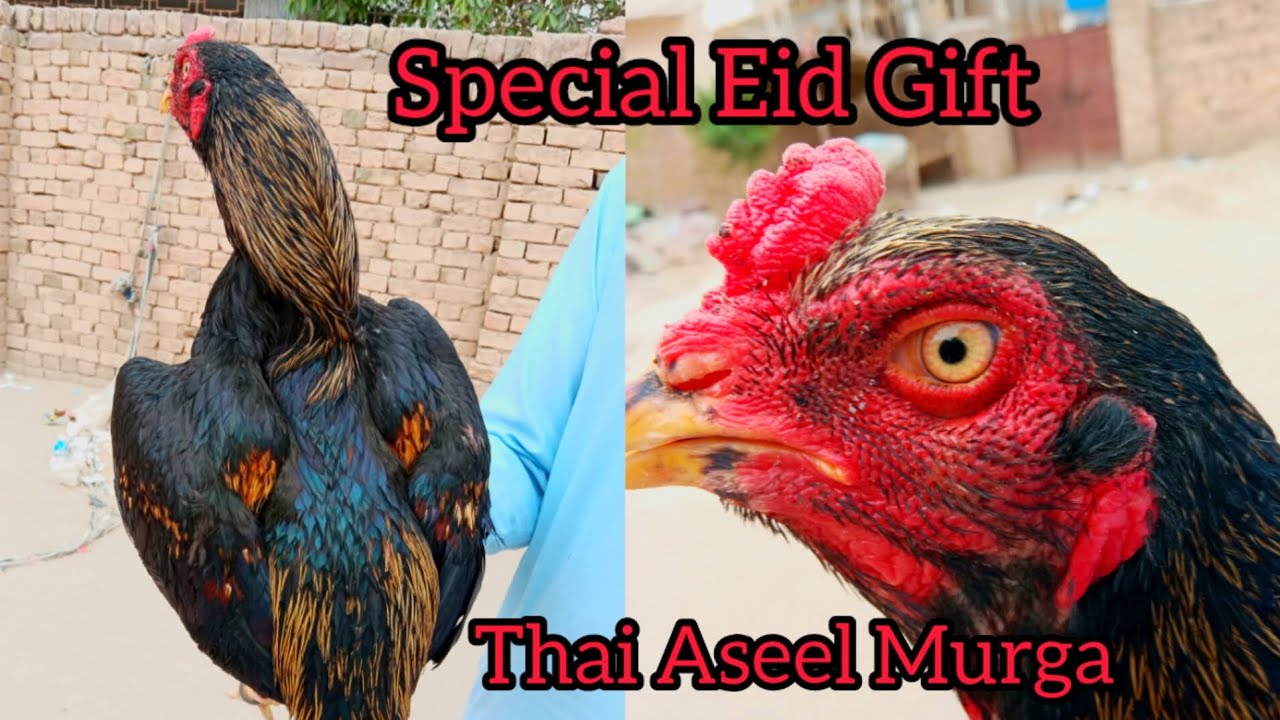Special Eid Gift Thai Aseel Murga by SB Birds - YouTube