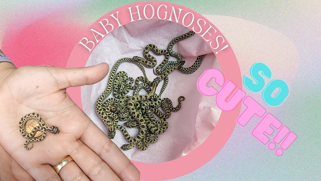 Cute Baby Hognoses! - YouTube