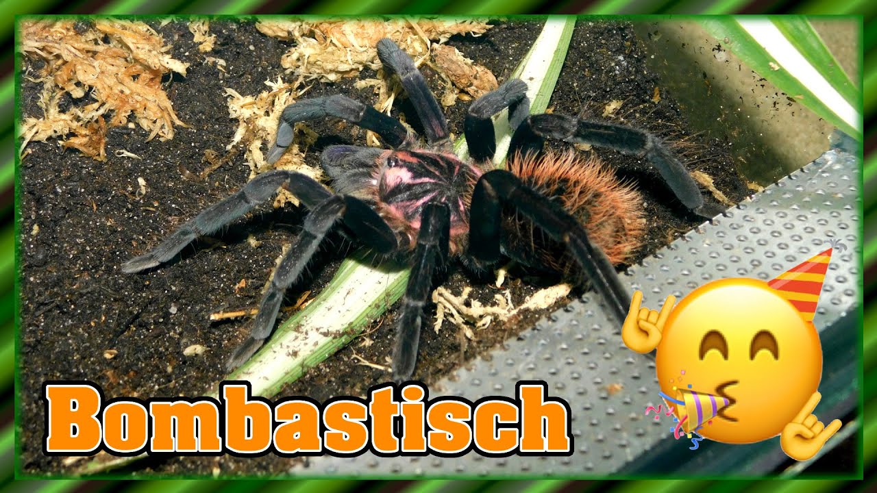 Bombastisch geht es weiter mit dem Zweiten Special! 2 von 3 - YouTube