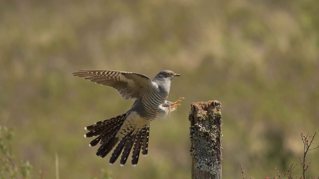 Common Cuckoo in Slow motion - YouTube