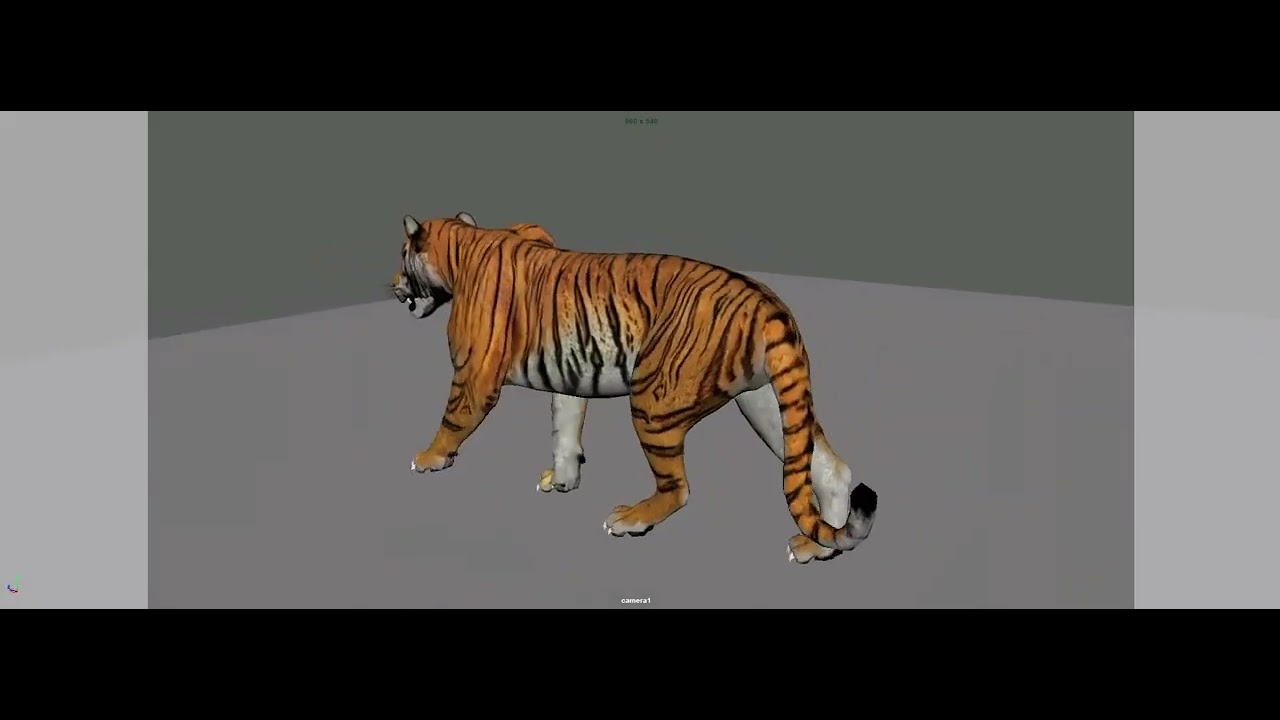 Tiger walk Cycle #animation - YouTube