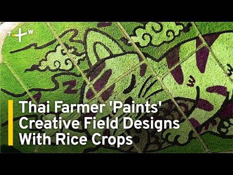 Thai Farmer 'Paints' Creative Field Designs With Rice Crops ...