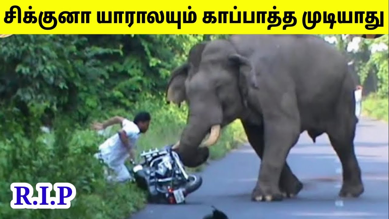 விலங்குகளிடம் சிக்கிய மனிதர்கள்#12| Animals Chasing Humans | Animal ...
