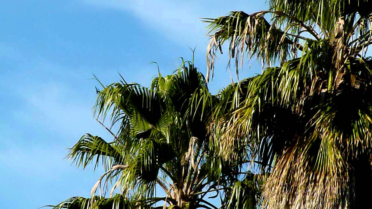 Lauren Sanchez Flying W/ Rick Dickert in Fox11 Chase Copter - YouTube