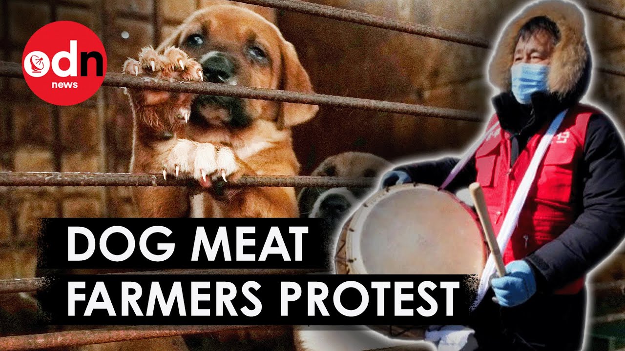 Dog Meat Farmers Protest Against Ban in South Korea - YouTube