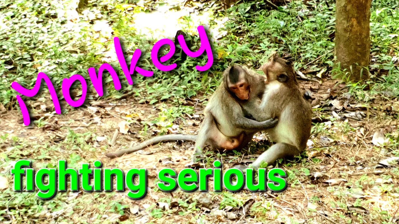 Monkeys fighting - YouTube