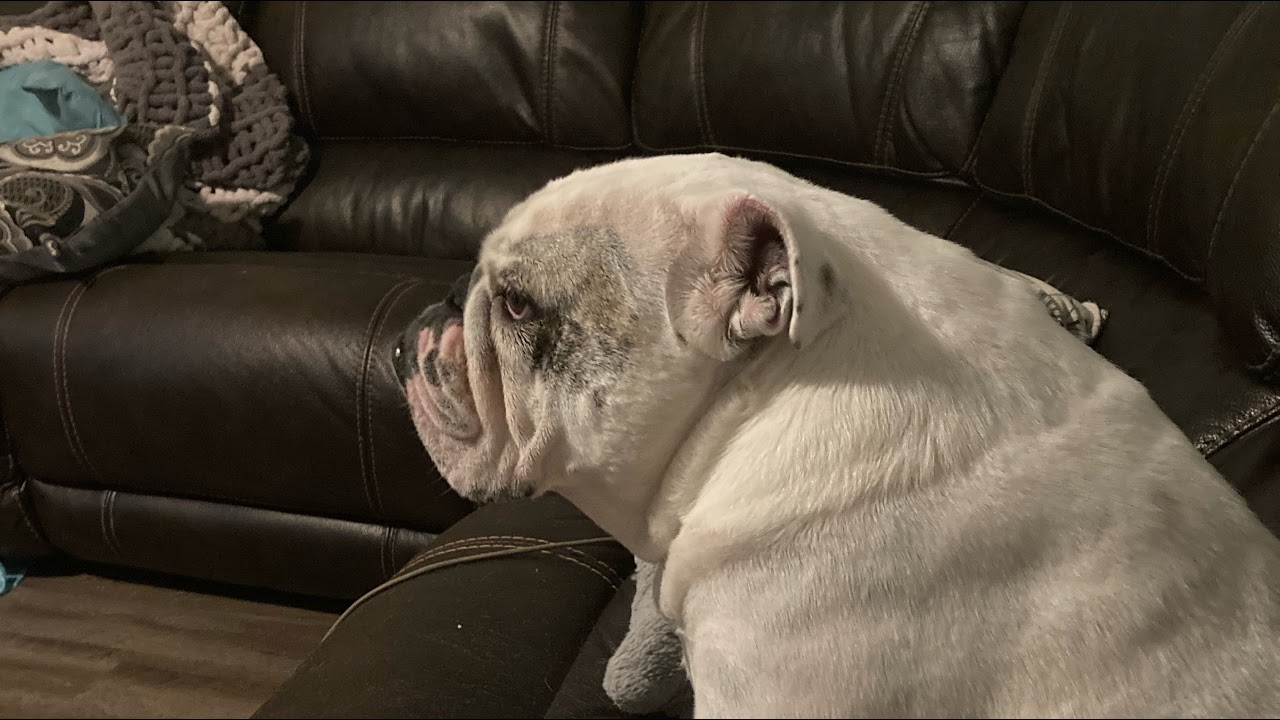 OMFL CM Eagles VS Packers - YouTube