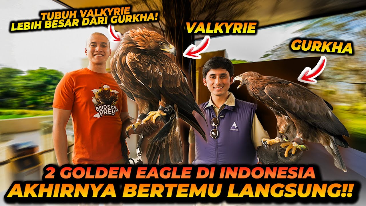 PERTEMUAN 2 ELANG EMAS LANGKA DI INDONESIA ! HANYA ADA 2 EKOR SAJA DI ...