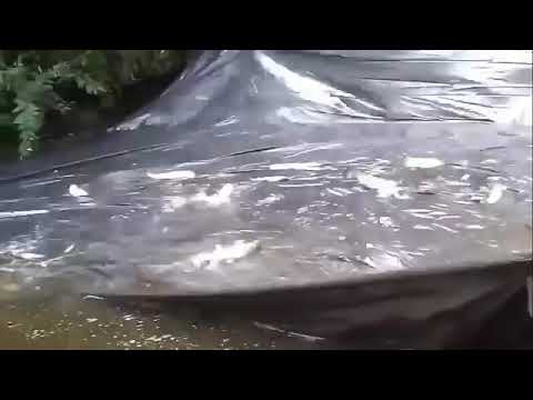 Gelak smpai terkencing