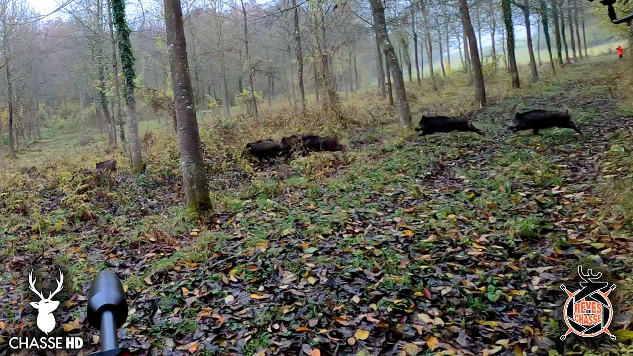 GROSSE COMPILATION DE CHASSE AUX SANGLIERS EN BATTUE !!! - YouTube