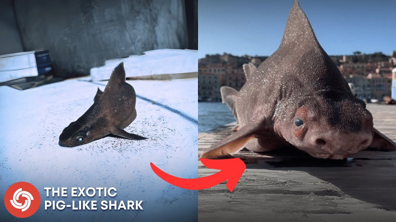This Exotic Pig Fish Growing Big By Eating Sharks' Eggs - YouTube