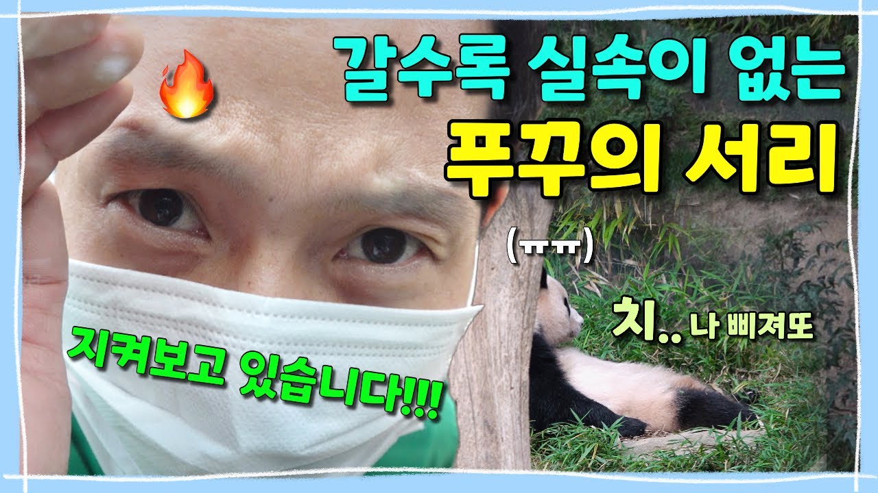 Ep190 송바오님 팬 모이세요💕 갈수록 실속이 없는 서리에 푸바오가 잔뜩 시무룩해졌어요🤣ㅣ푸바오 네가 다 뽑은거쟈나 거기ㅣ에버랜드 판다월드 Youtube