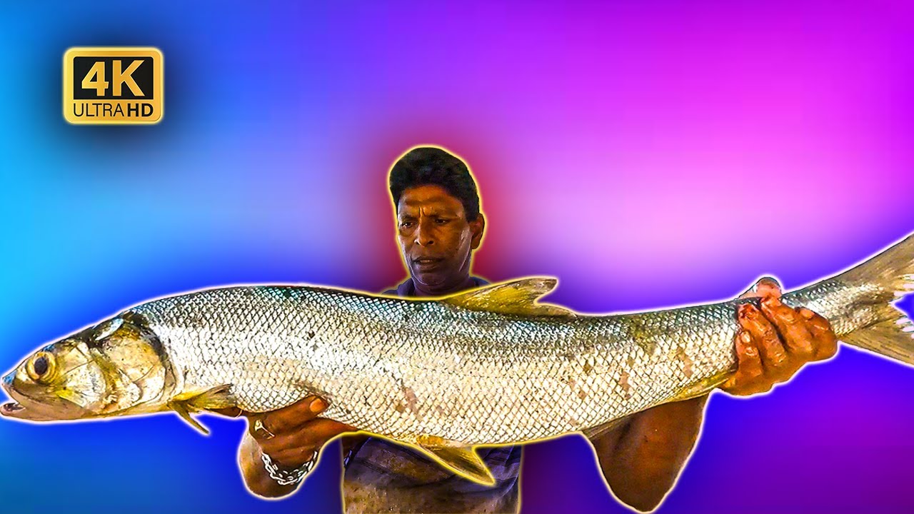 Amazing Silver Alathi Fish/Poisson Alathi argenté/シルバーアラティフィッシュ ...