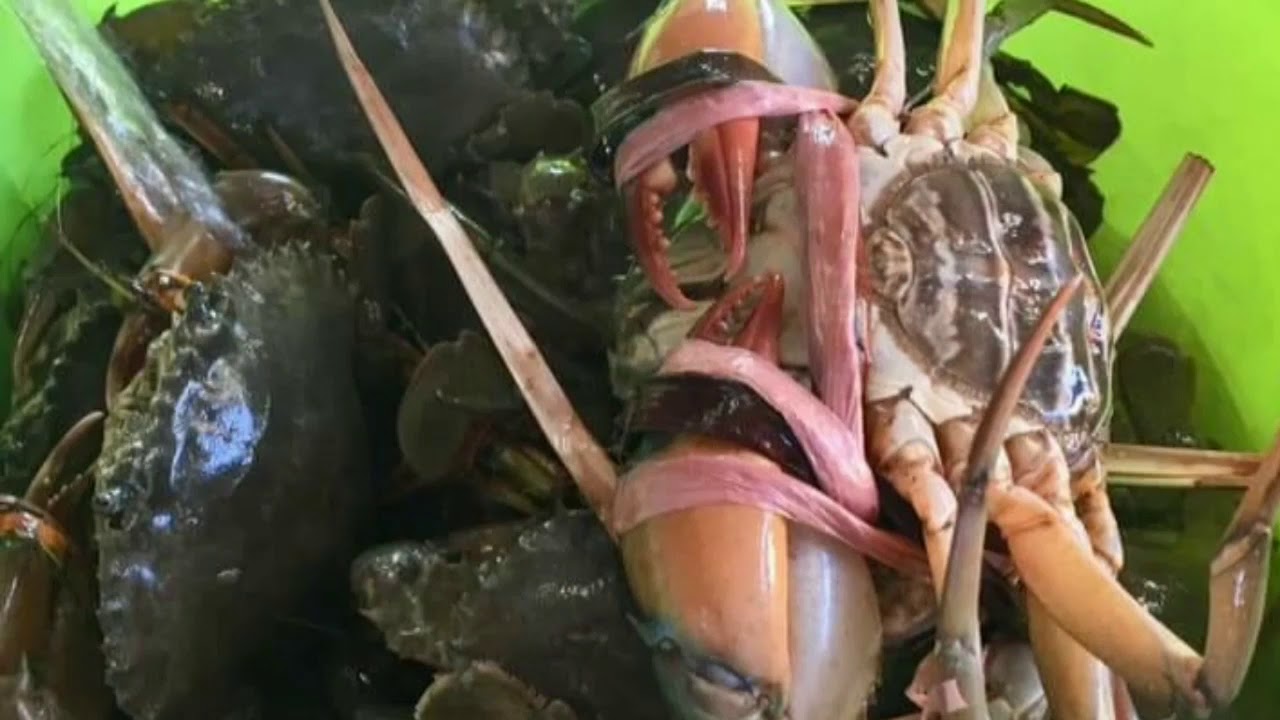 Amazing Giant alimango!grabi sa aligi! - YouTube