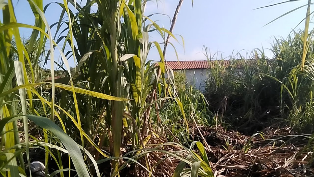 Mostrando minha plantação de capim açu e fazendo limpeza - YouTube