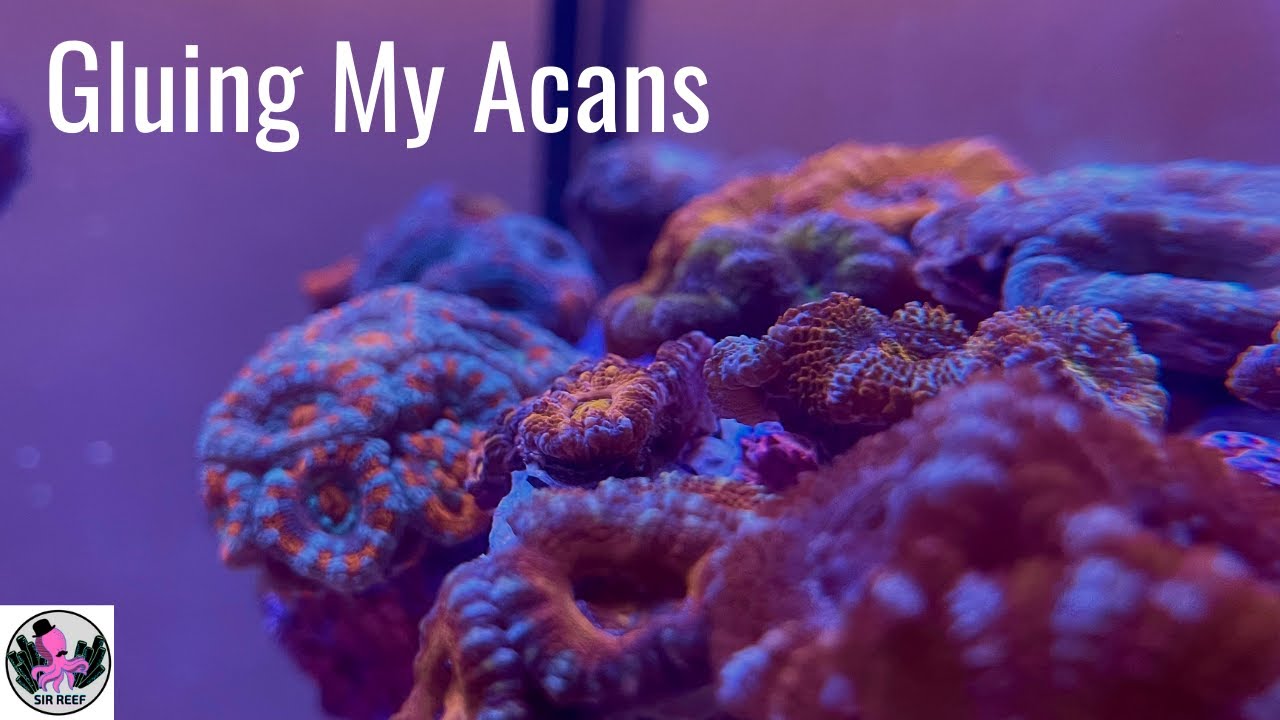 Making an Acan Garden (Step by Step Guide) - YouTube