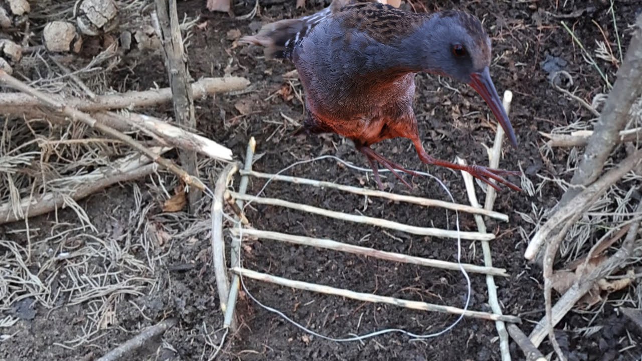 Fantastic Unique Bird Trap Using Dental Floss - Build Easy Bird Trap # ...