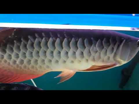High back golden arowana - YouTube