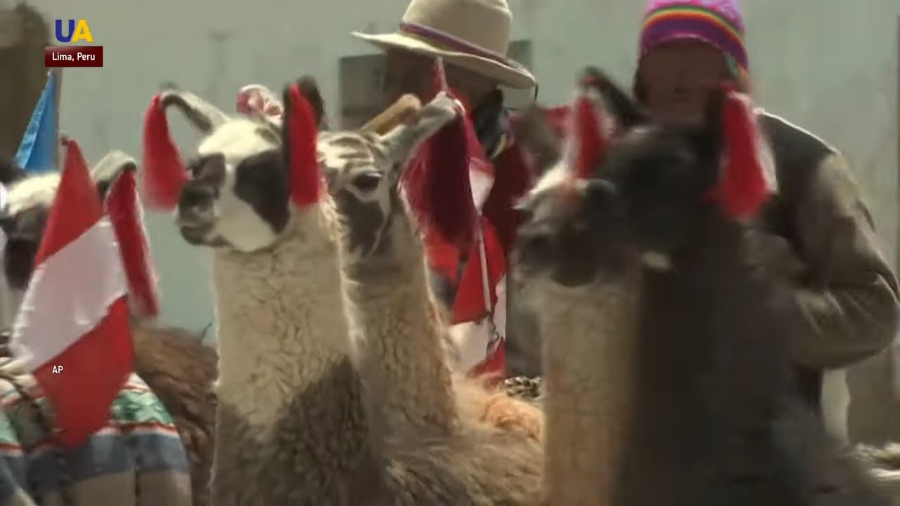 The Ancient Ritual Behind Shearing Vicuña Wool - YouTube