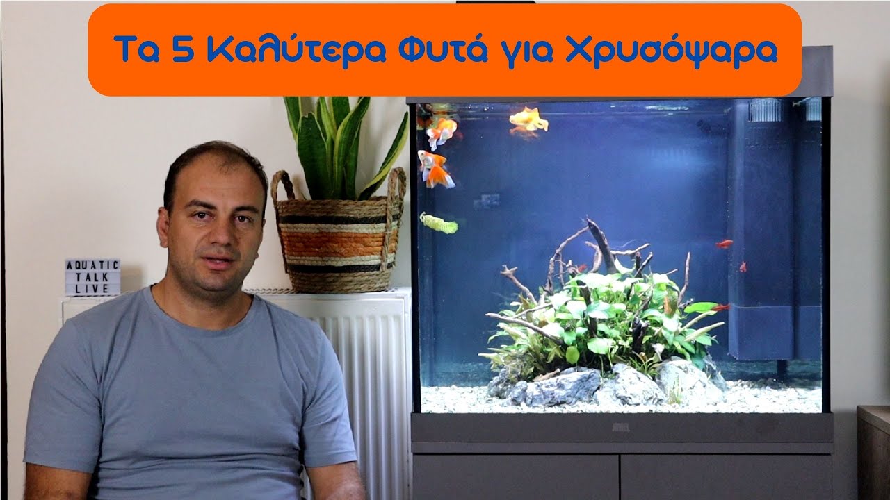 Τα 5 Καλύτερα Φυτά για Χρυσόψαρα! Φυτά που Συνδυάζονται Τέλεια με ...