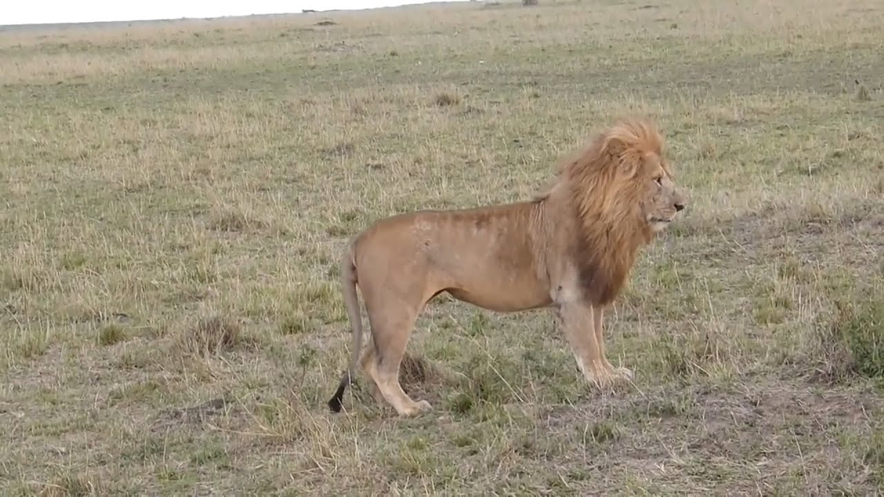 Grimace | The Notch coalition - YouTube