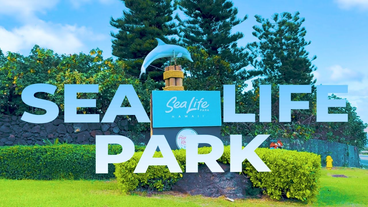 Swim with dolphins in paradise - Sea Life Park Hawaii, Oahu island🌺🐬 ...