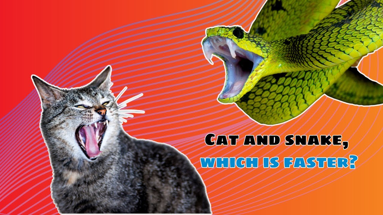 Cat and snake, which is faster ? Pets funny moments video compilation ...